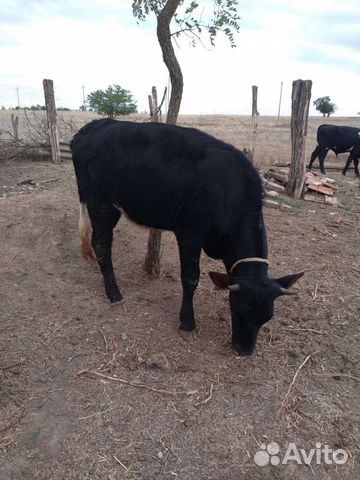 Молодая телочка, на завод от молочной коровы