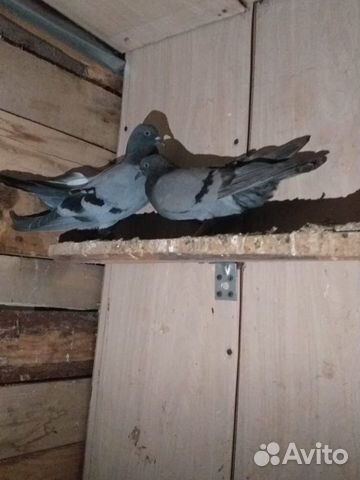 Голуби сизые