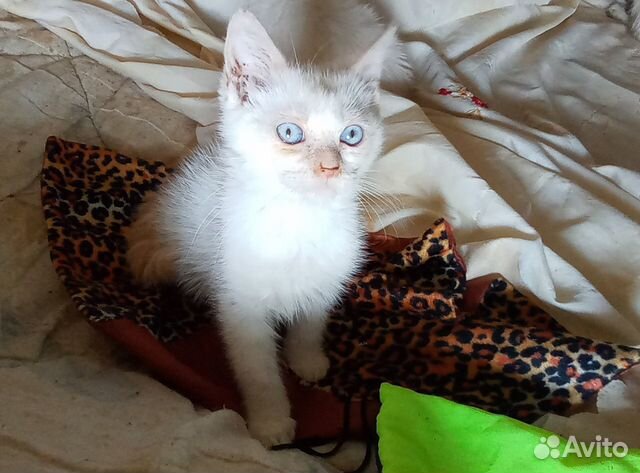 Самый лучший котёночек