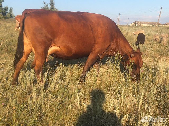 Коровы дойные