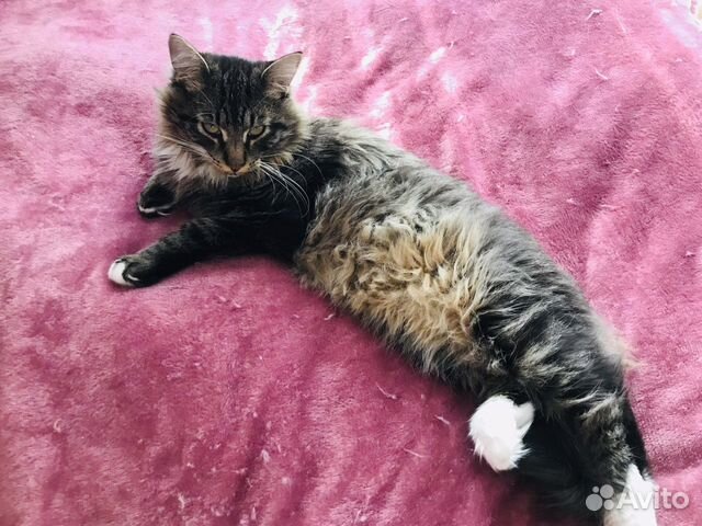 Сибирский котик