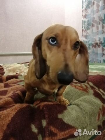 Приглашаем девочку-таксу на свидание