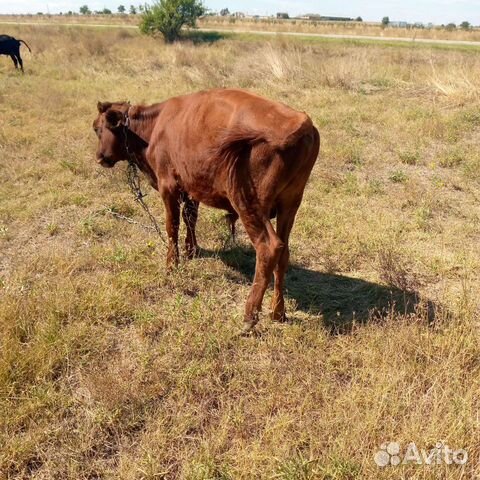 Продам телят