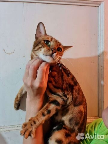 Бенгальская красная кошка бесплатно