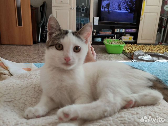 Кошечка в добрые руки с лежанкой в подарок