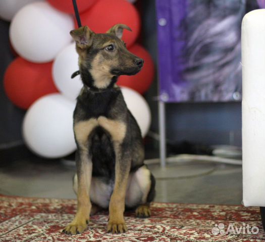 Собаки бесплатно в добрые руки щенки