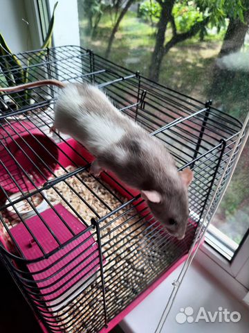 Отдадим в добрые руки крысу (дамбо)