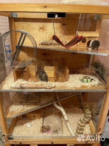 Дегу с витриной