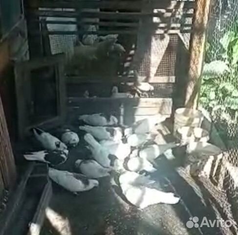 Голуби 17 шт пермские,бакинка
