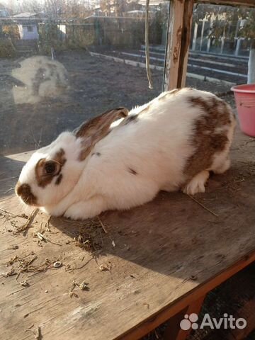 Кролик великан. Самка