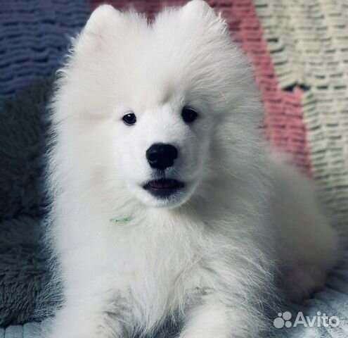 Самоед - добрейшая собака