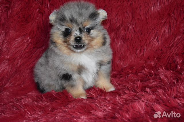 Шпиц - сказочный малыш голубой мерле