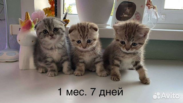 Котята породы Шотландская
