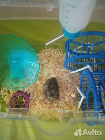 Джунгарский хомяки. с клетками