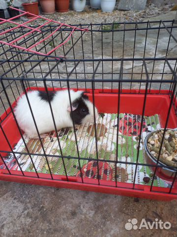 Морская свинка Американский тедди С клеткой