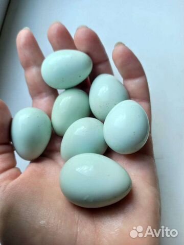 Инкубационное яйцо перепела селадон