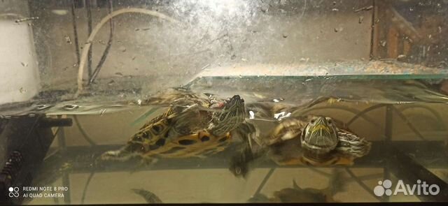 Красноухая черепаха с аквариумом