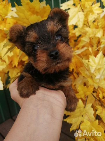 Йоркширский терьер девочка