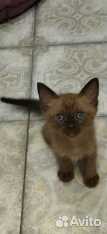 Малыш бурмы мальчик