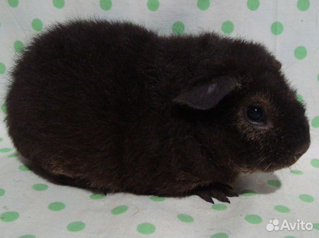 Морская свинка Американский тедди