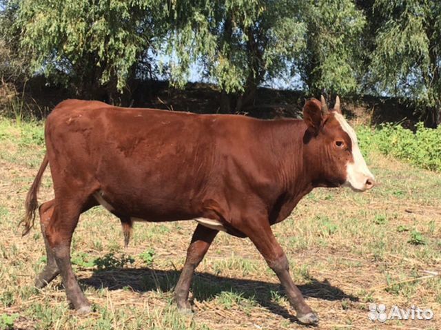 Быки на мясо