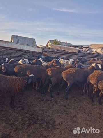 Овцы, бараны, на племя, на мясо