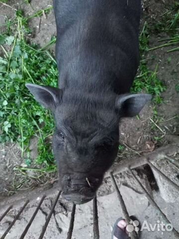 Вьетнамский вислобрюхий хряк