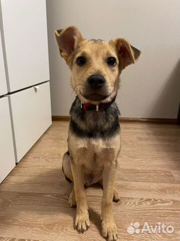 Великолепный щенок мальчик