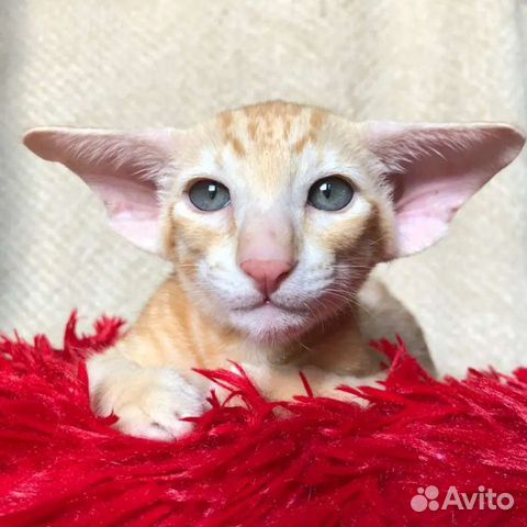 Ориентальный великолепный