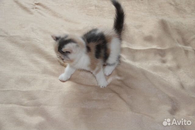 Клубная экзотка
