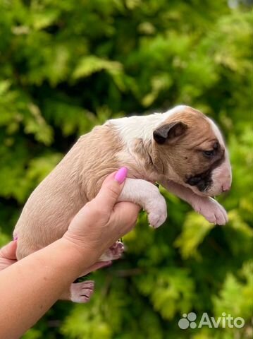Стандартный бультерьер щенки