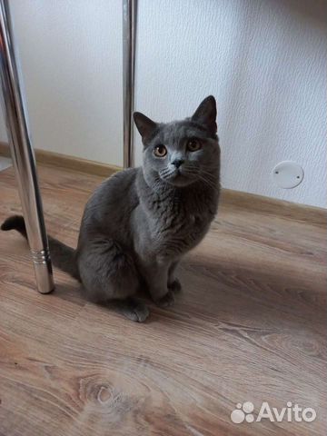 Британский кот