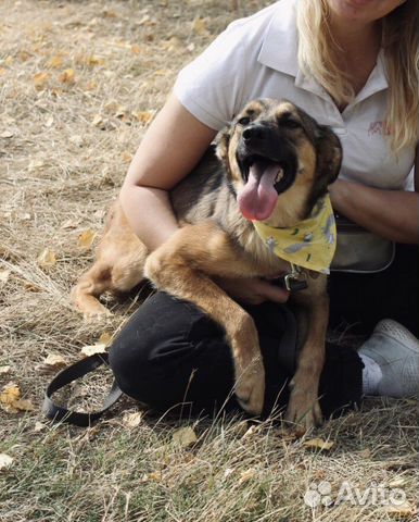 Щенок-подросток из приюта девочка