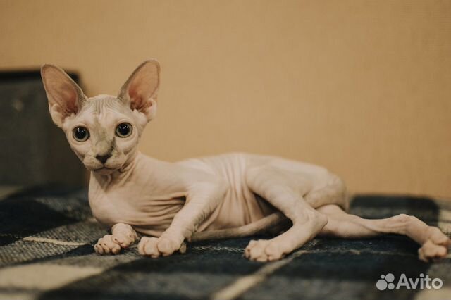 Канадский сфинкс чистокровный