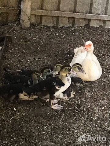 Индоутята подростки