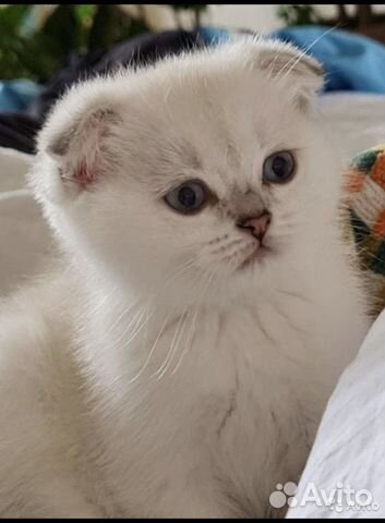 Шотландская вислоухая кошка