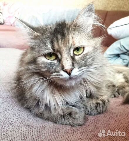 Домашняя кошка молодая в хорошие руки