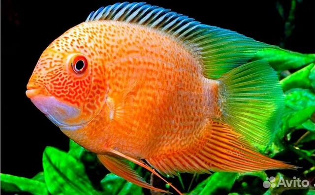 Цихлазома северум