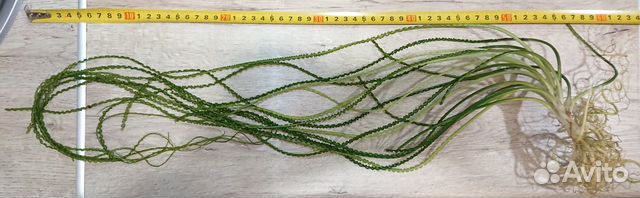 Аквариумные растения (прополка)