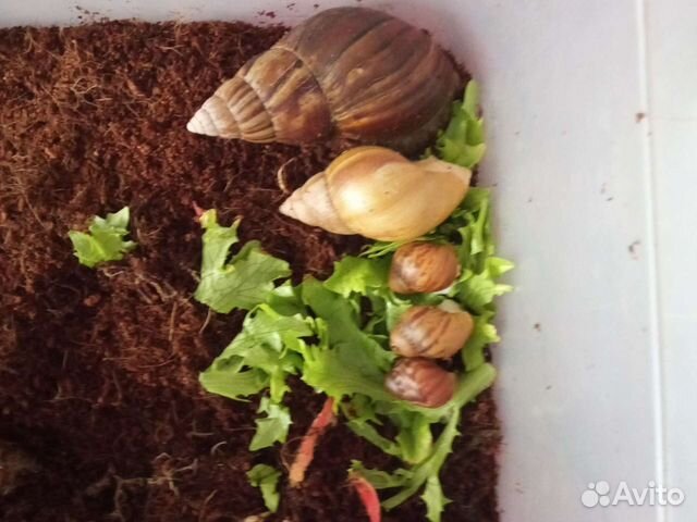 Улитки ахатины