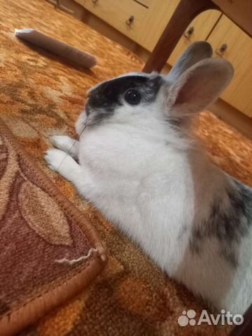 Декоративные кролики