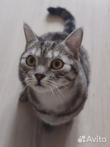 Британская кошка