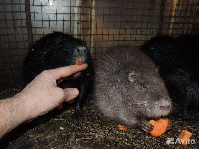 Нутрии на мясо