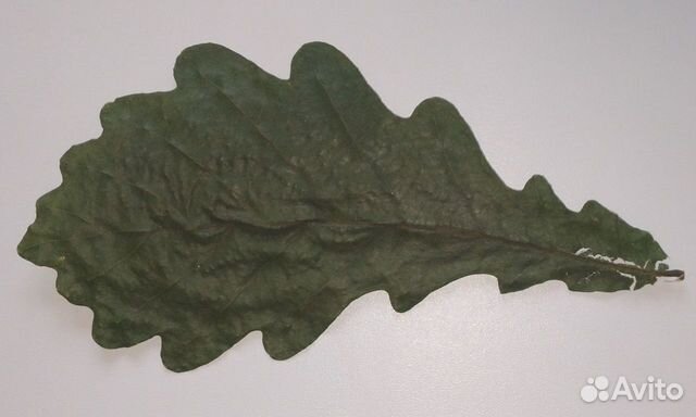 Сушеные листья дуба для аквариума или подделок