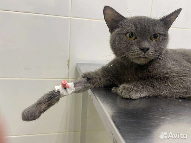 Нужна помощь Симону