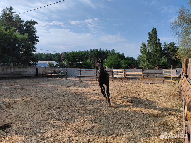 Продаю молодых и спортивных лошадей