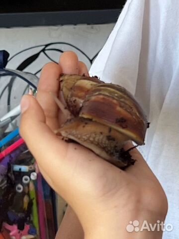 Улитки аквариумные бесплатно