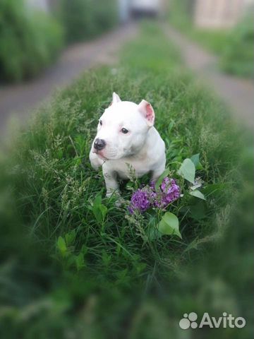 Булик очень редкого окраса