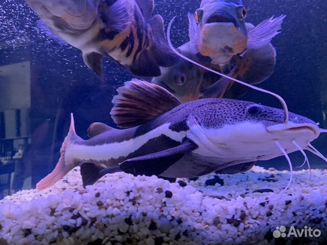 Краснохвостый сом