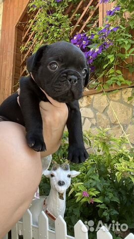 Чисто чёрный мальчик